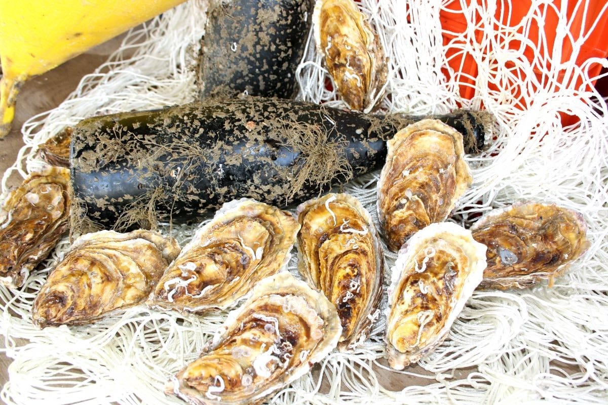 Goro’s Golden Oyster: excellence in the Po delta - Gambero Rosso ...