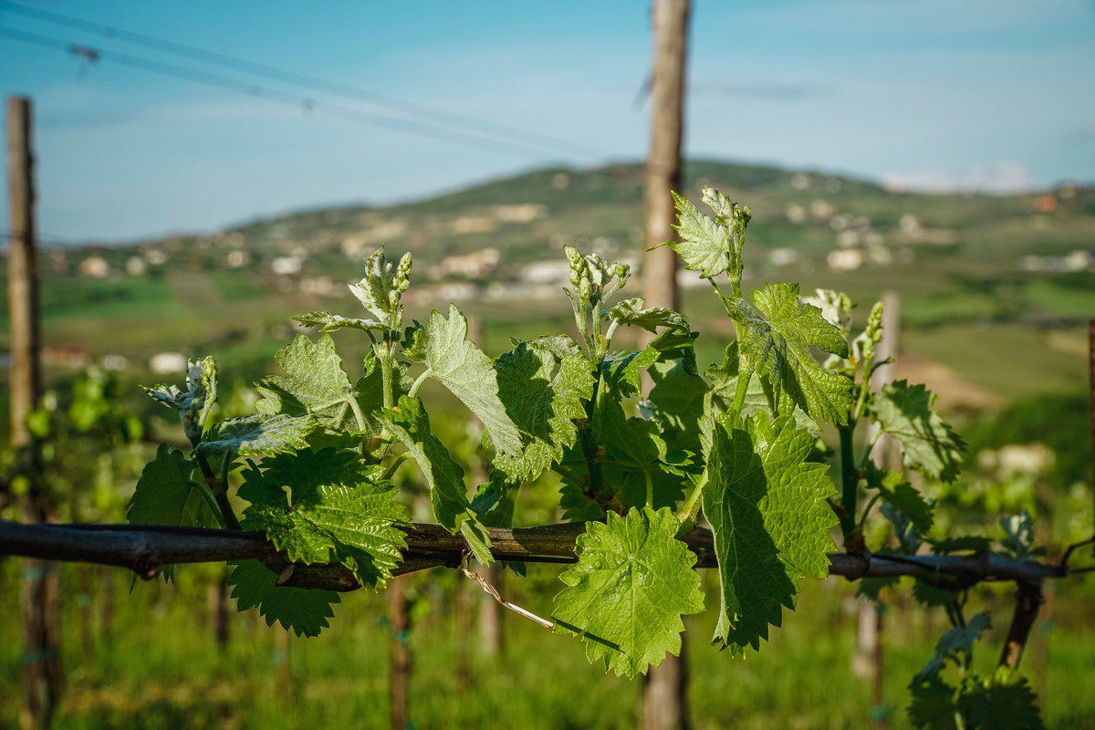 Zabaglione: history of the sweet beverage - Gambero Rosso International