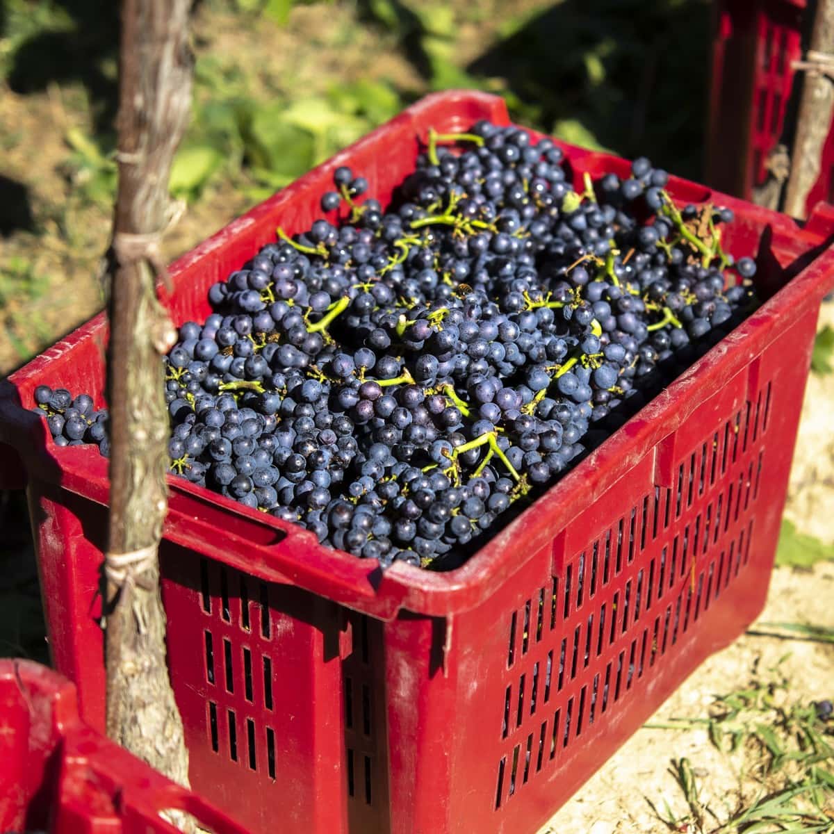 Barollo: cabernet franc and pinot nero - Gambero Rosso International