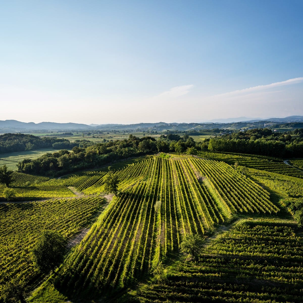 History of Borgo Conventi wines - Gambero Rosso International