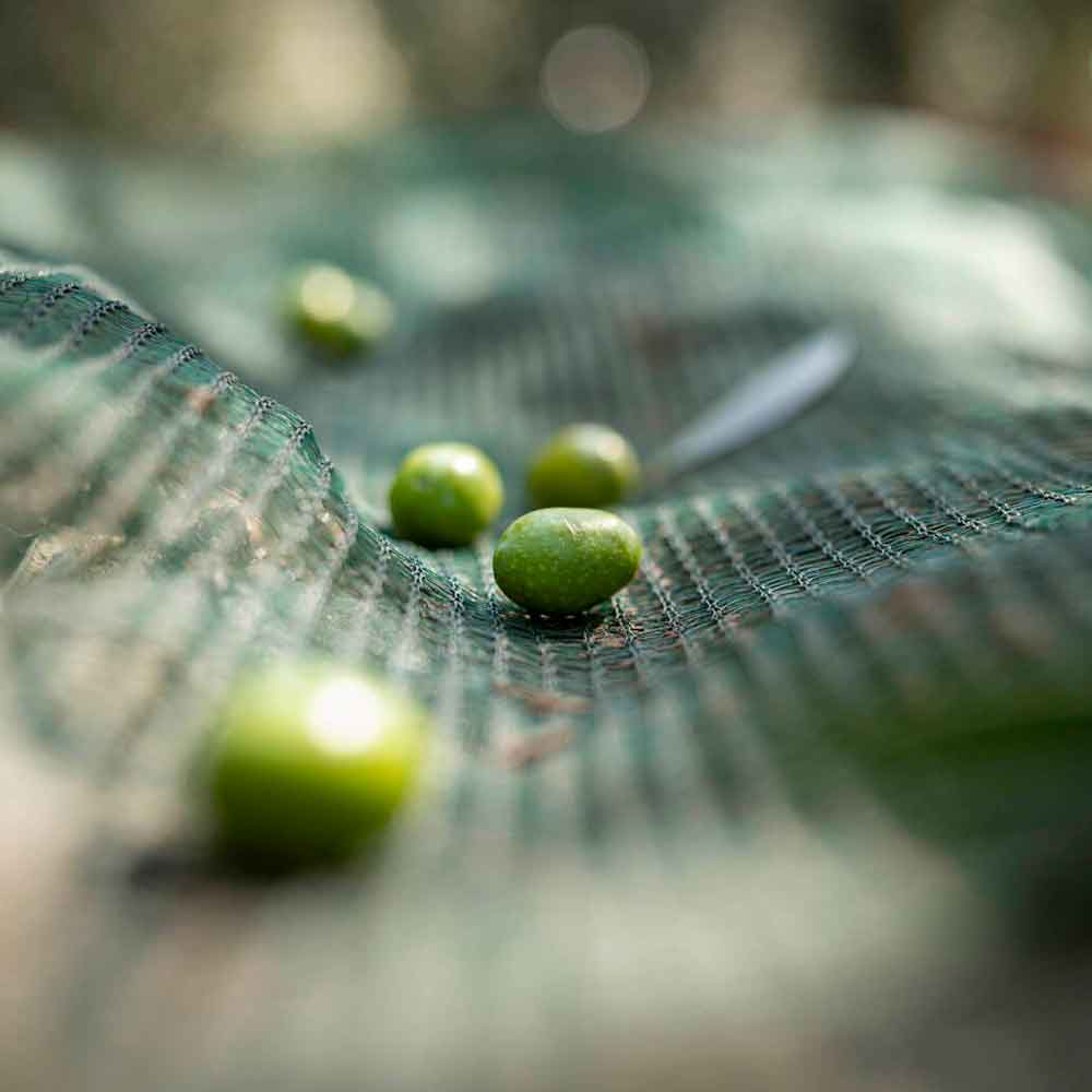 Eating among the olive trees. 10 addresses - Gambero Rosso International