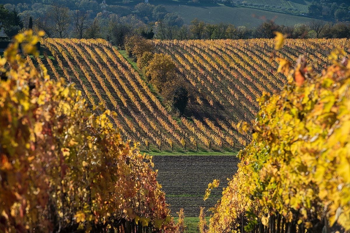 Umani Ronchi is the Best Italian Winery of the Year according to ...