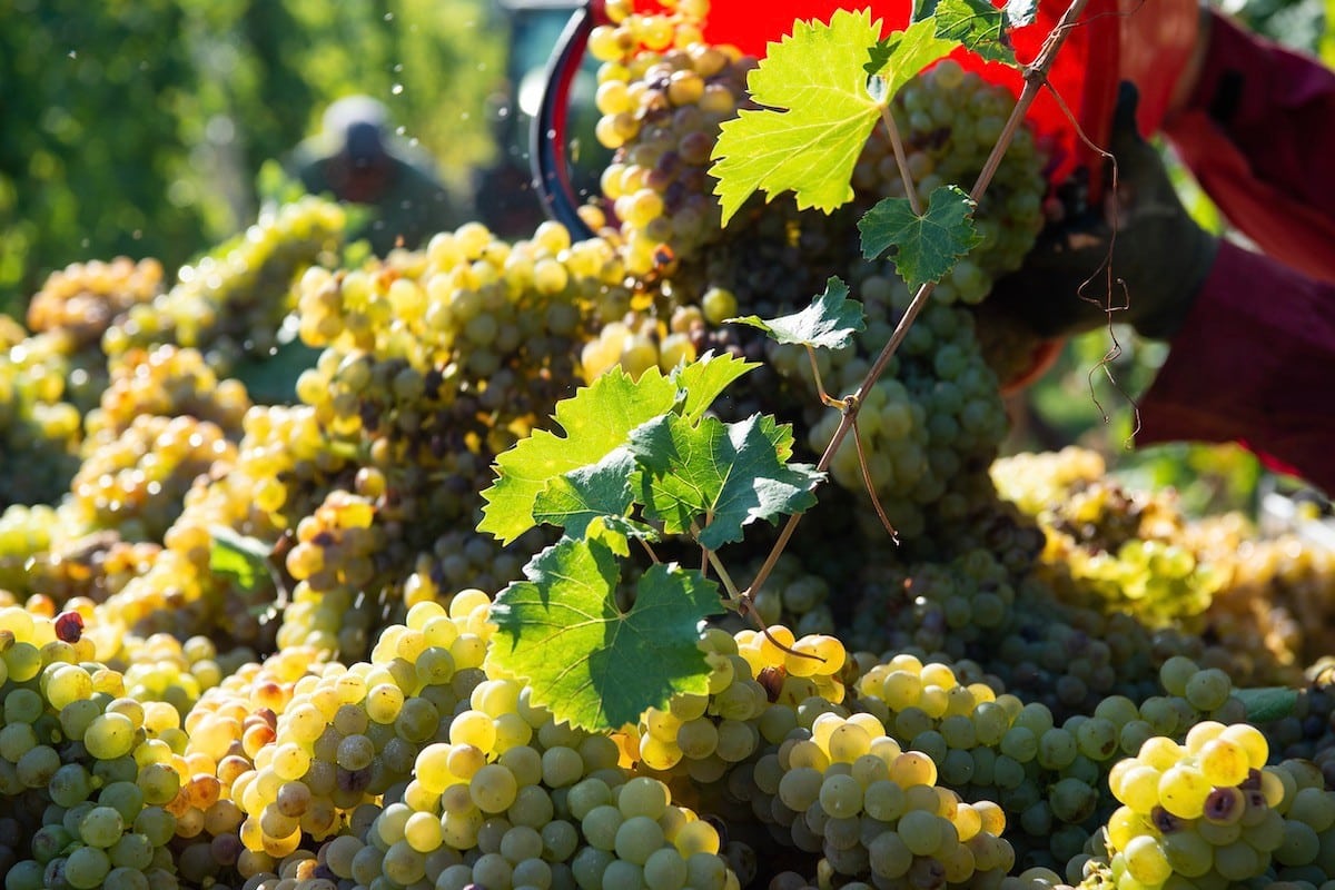 Umani Ronchi is the Best Italian Winery of the Year according to ...