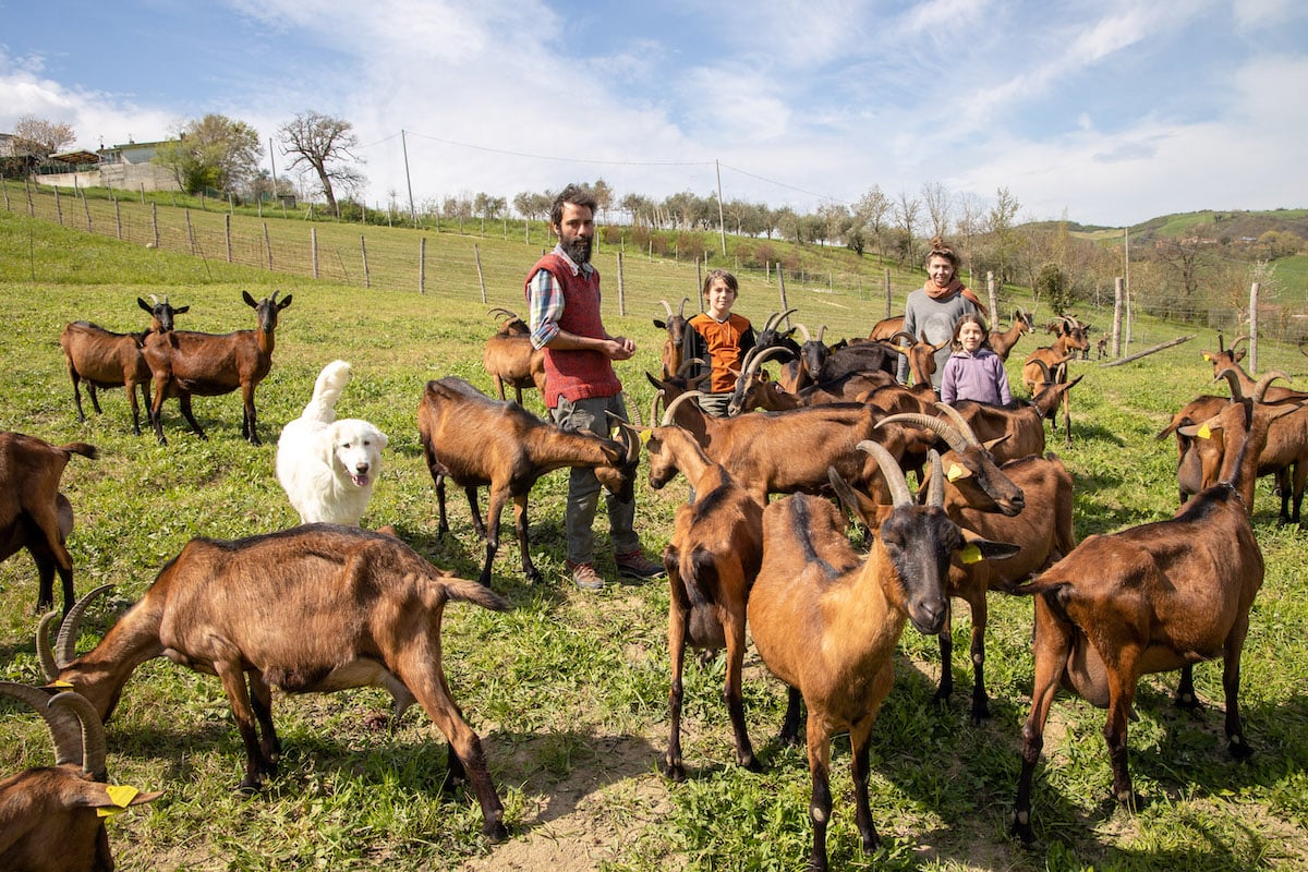 Breeders and Cheese Makers among the Highest Hills of the Romagnolo Apennines - Gambero Rosso ...