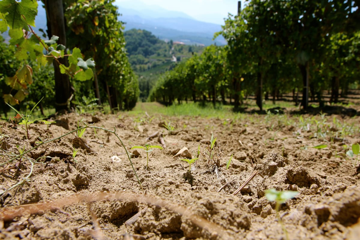 Fiano, the many faces of a great white. The best labels and wineries ...