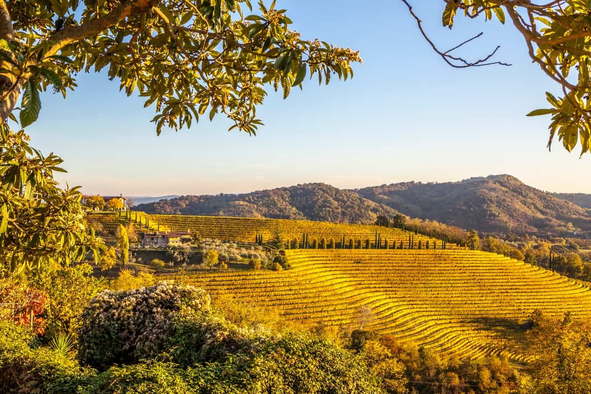 The best Sauvignons from Friuli Venezia Giulia in 14 labels according ...