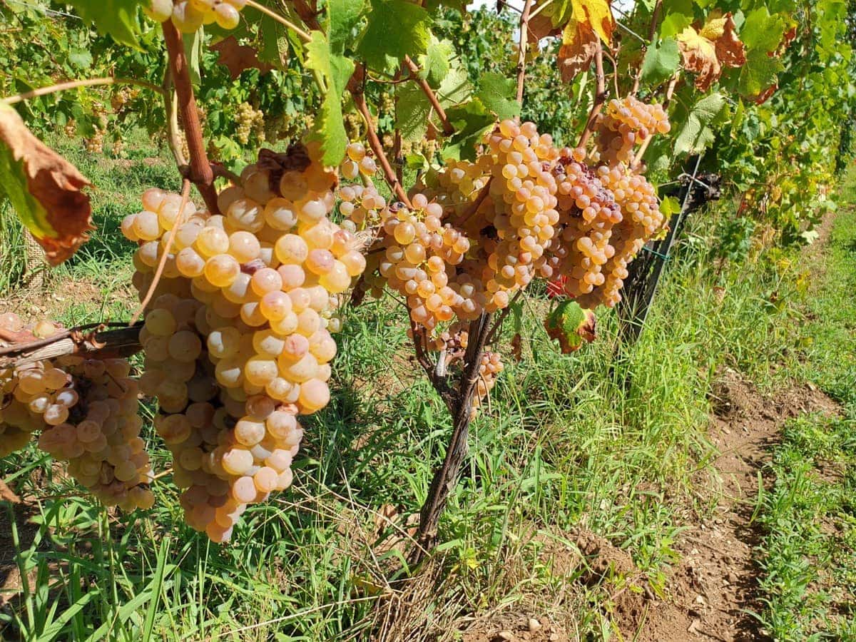 The 9 Best Pigato Wines from Liguria selected by Gambero Rosso ...