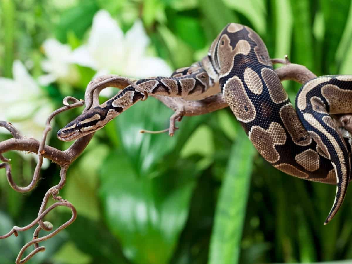 Pythons instead of Chianine: according to scientists, it's a possible ...