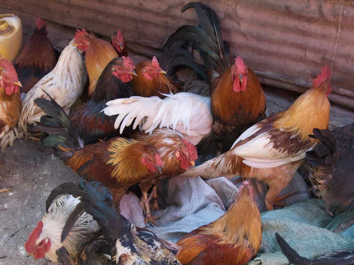 A chicken translator is coming to understand hens. Artificial ...
