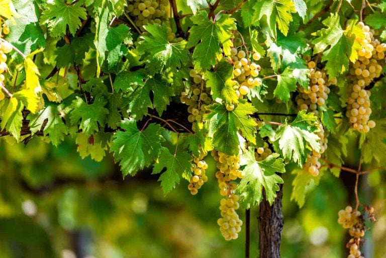 The 14 best Grechetto wines between Lazio and Umbria chosen by Gambero ...