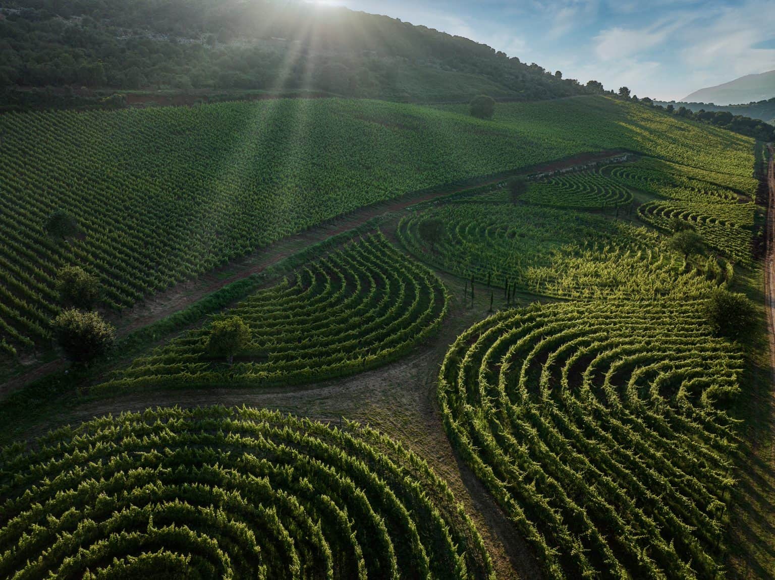 From the vineyard to the world's largest maze comes the wine of ancient ...