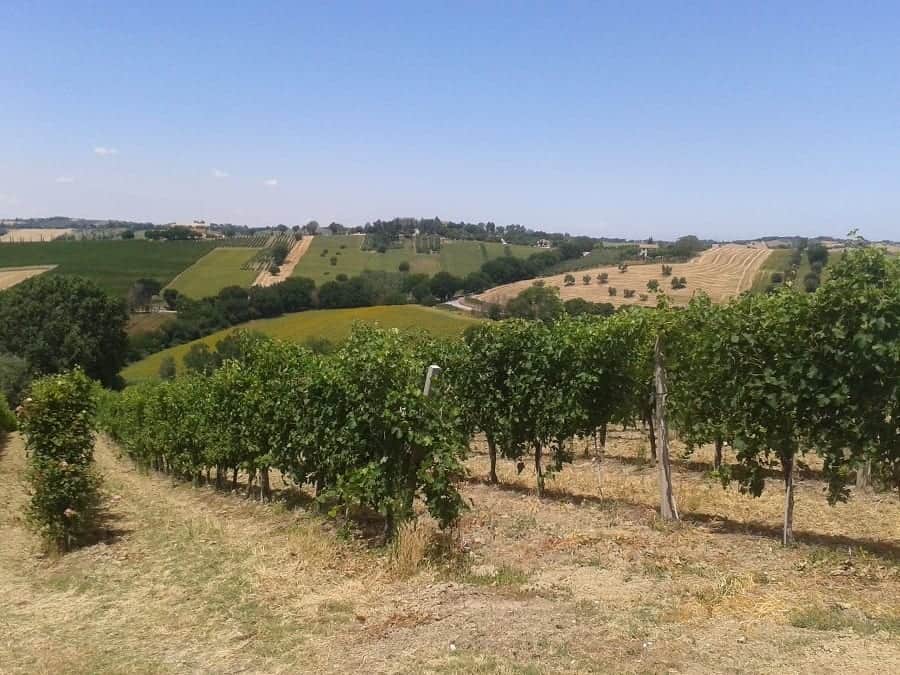 The 8 best Lacrima di Morro d'Alba selected by Gambero Rosso - Gambero ...