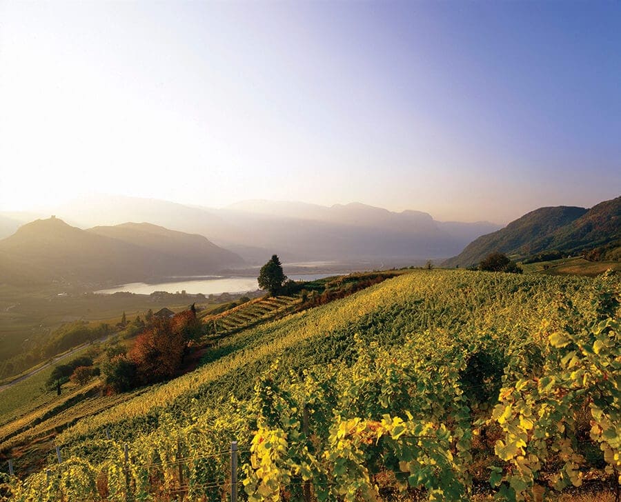 The 8 best wines from Lake Caldaro chosen by Gambero Rosso - Gambero ...