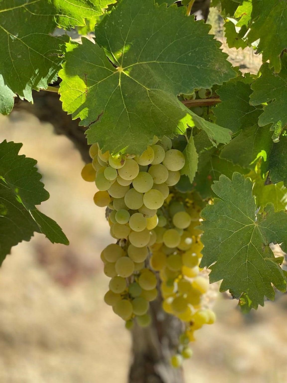 The 7 best Grillo wines of Sicily chosen by Gambero Rosso - Gambero ...