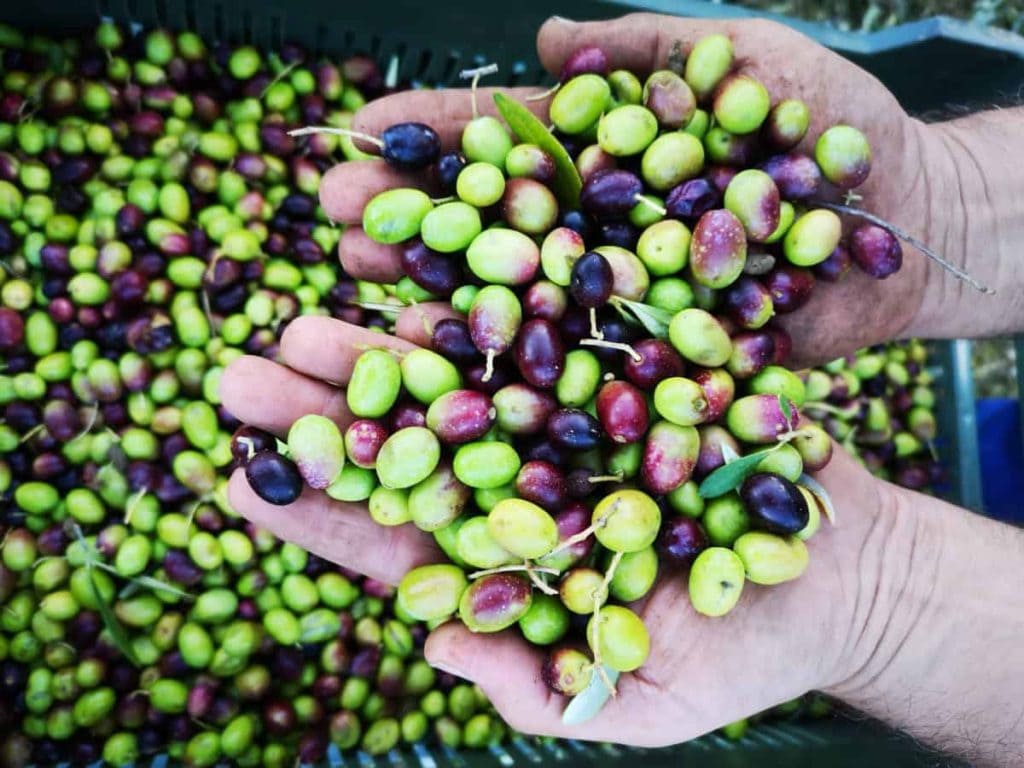 Reviving an ancient olive variety from the Etruscan Era at risk of ...