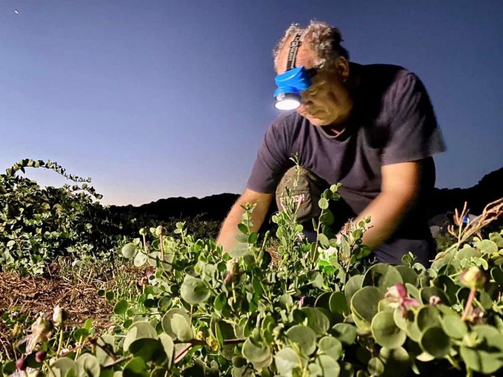 "We are at the mercy of Nature": the Pantelleria company heroically ...