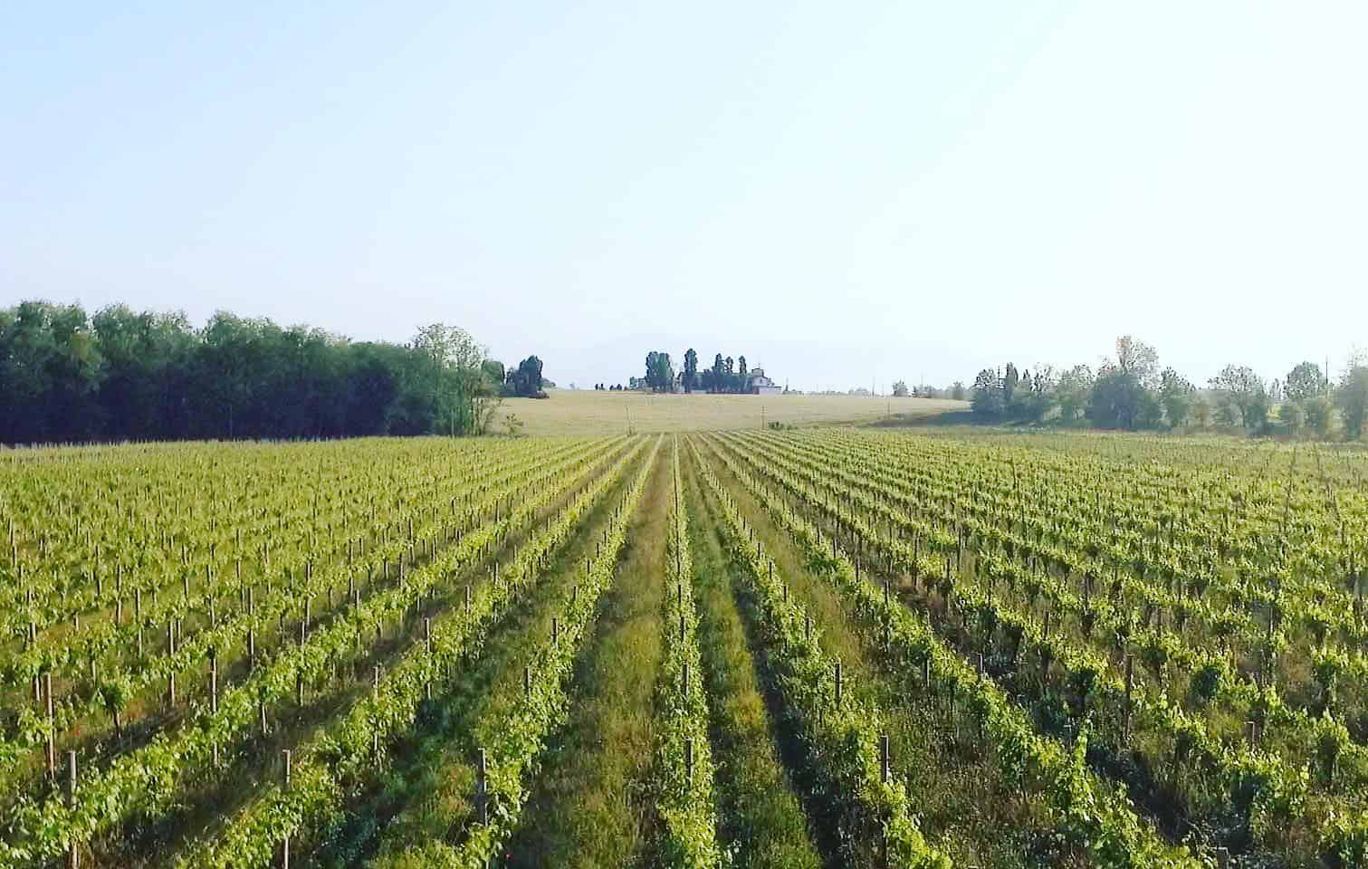 South of Brescia, three wineries produce the best white and red wines ...