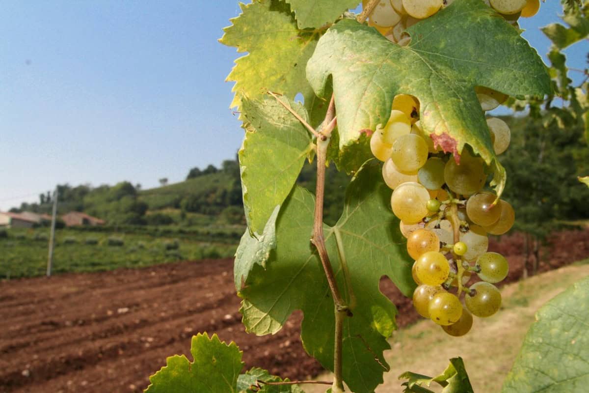 The 6 best Lessini Durello sparkling wines chosen by Gambero Rosso ...