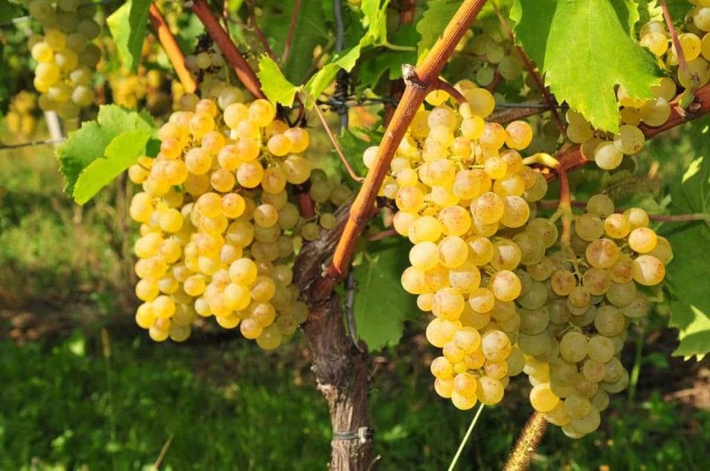 The 6 best Pinot Grigios from Alto Adige chosen by Gambero Rosso ...