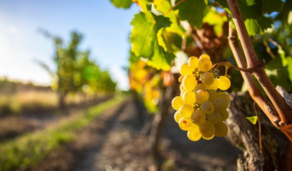 Record harvest in Basilicata: the first Moscato grapes are being ...