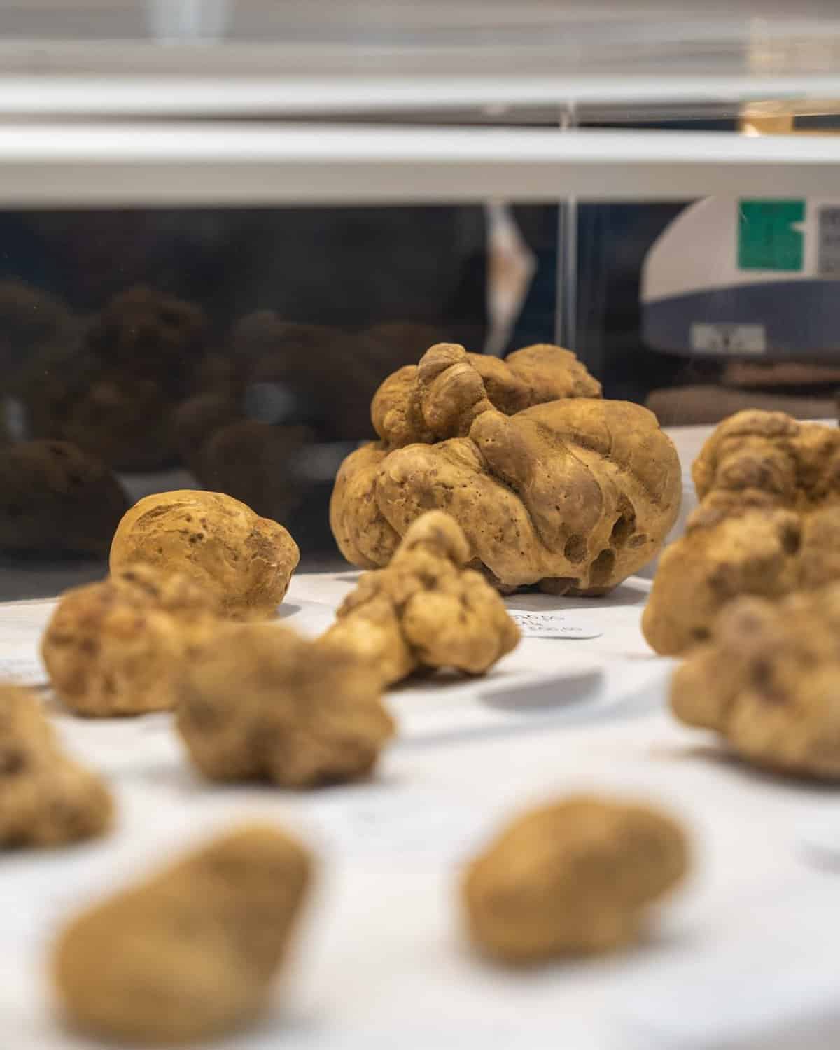 How and where to buy white truffle from Alba at a fair price: tips from ...