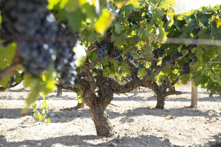 The 9 best Primitivo di Manduria wines selected by Gambero Rosso ...