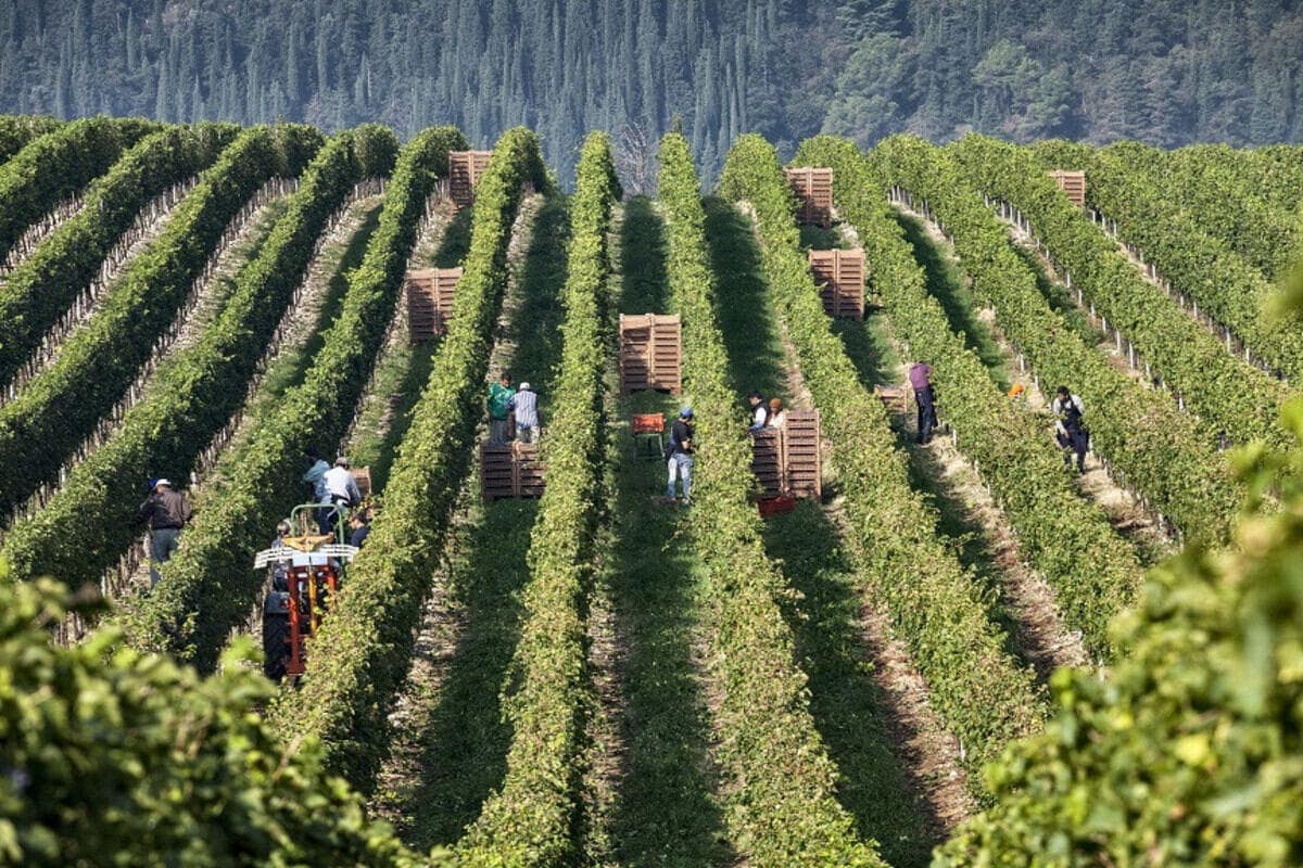 The 11 best Amarone della Valpolicella wines chosen by Gambero Rosso ...