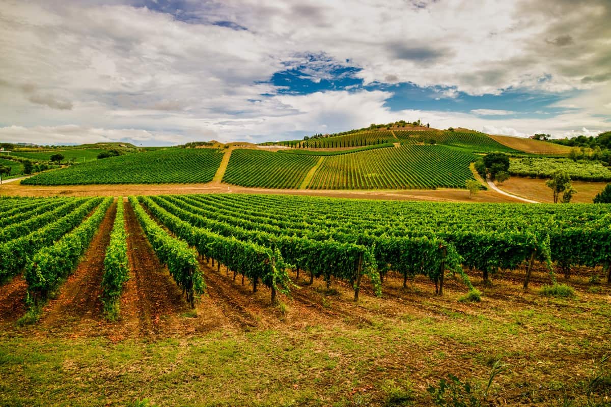 The 14 Montepulciano d'Abruzzo wines with the best value for money ...