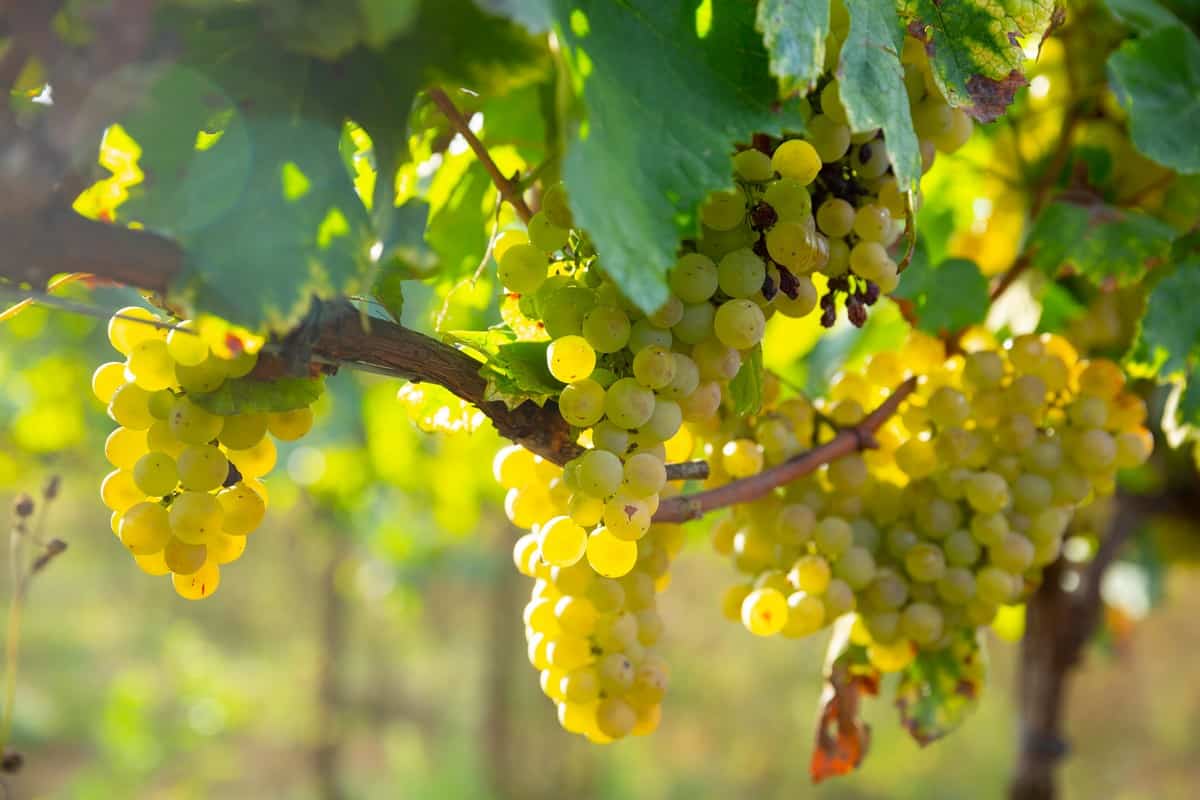 The 6 best Fiano di Avellino wines chosen by Gambero Rosso Gambero ...