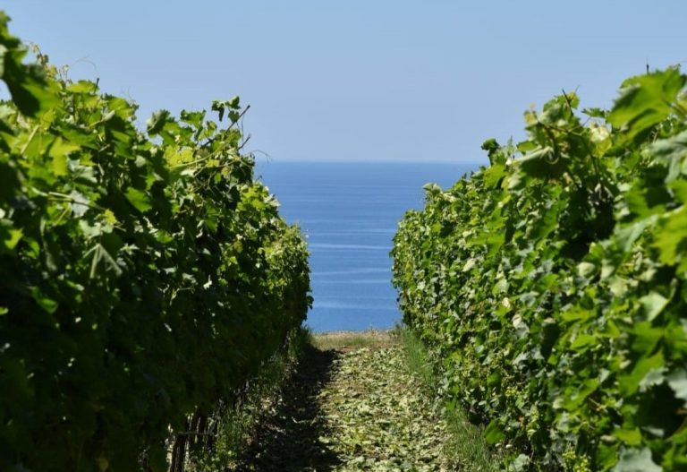 Tre Bicchieri 2026, the best wines of Calabria awarded by Gambero Rosso ...