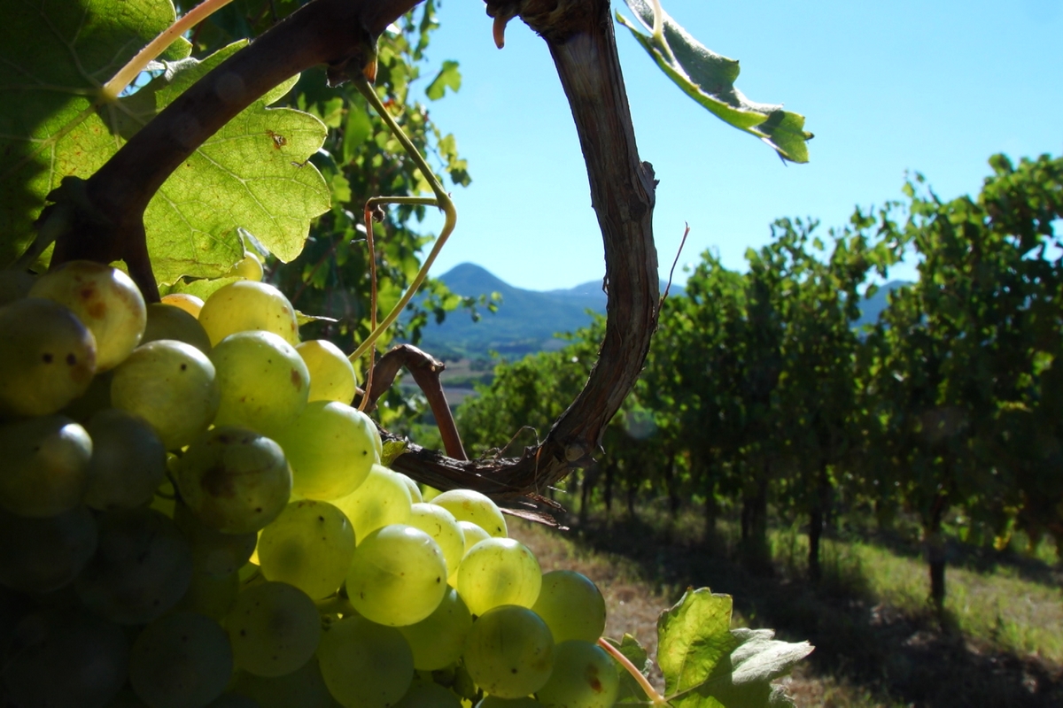 Tre Bicchieri 2026, the 24 best wines from the Marche awarded by ...