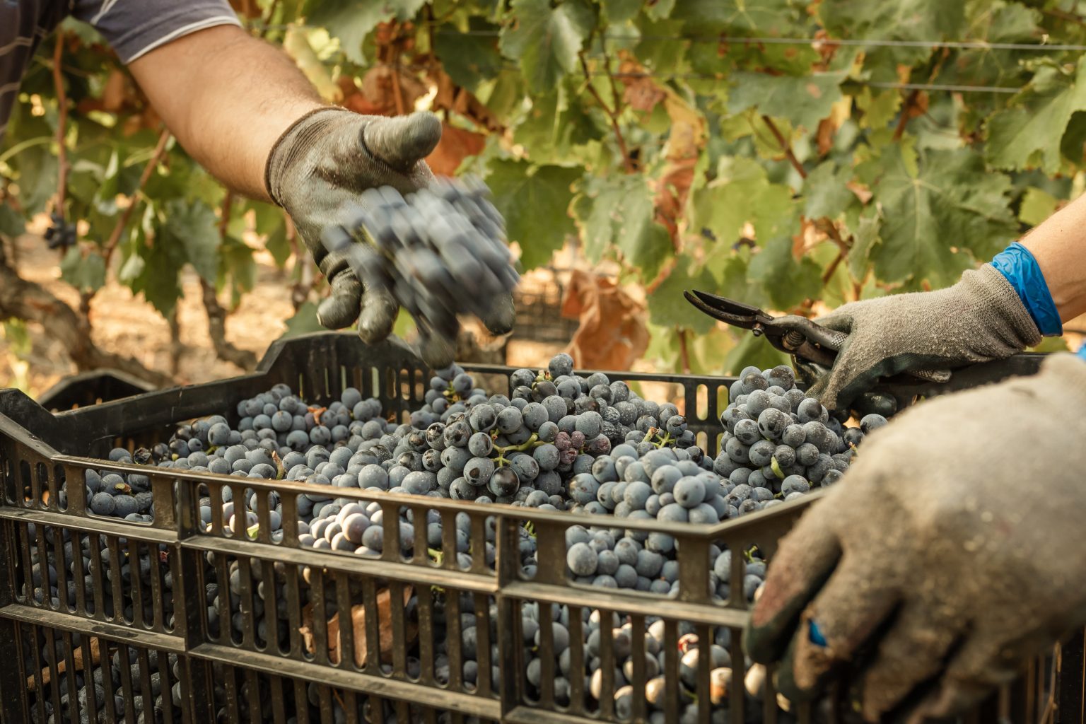 'Balance between evolution and continuity': the identity of Conti Zecca